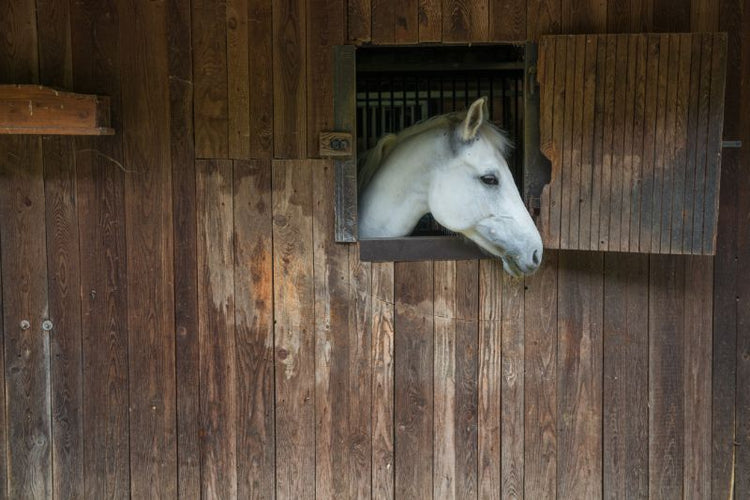 Understanding and Managing Hamstring Injury Recovery in Horses – CARNOGEL
